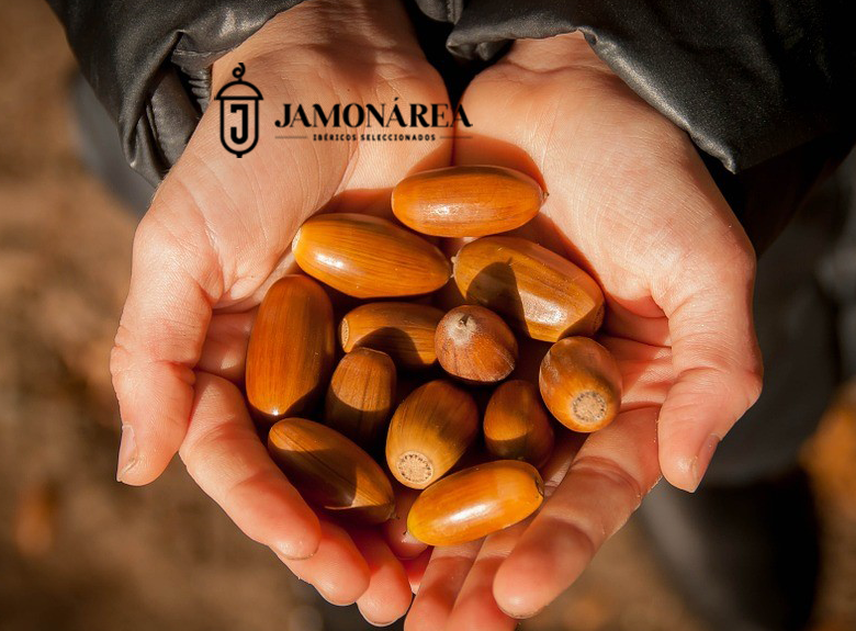 Las diferencias entre bellota, cebo de campo y cebo - Blog del Jamón de ...