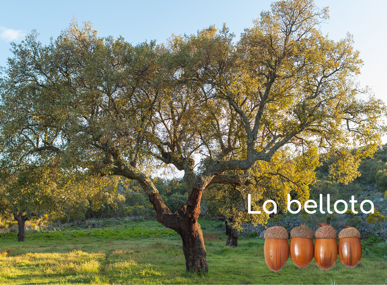 ¿Qué le aporta la bellota al Jamón Ibérico? - Blog del Jamón de Guijuelo